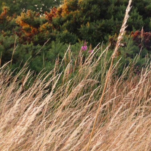 Harsh Effect | Adobe Photoshop Actions